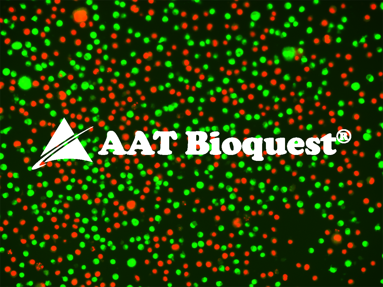 Cellular Self-Destruction – Visualizing Apoptosis with AAT Bioquest’s TUNEL Assays